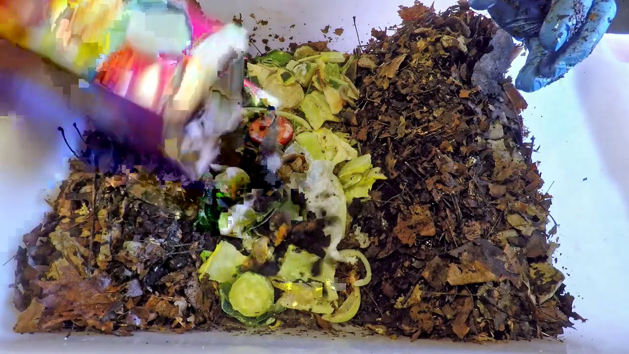 Routine feeding for all the nightcrawlers systems - worm farm ...