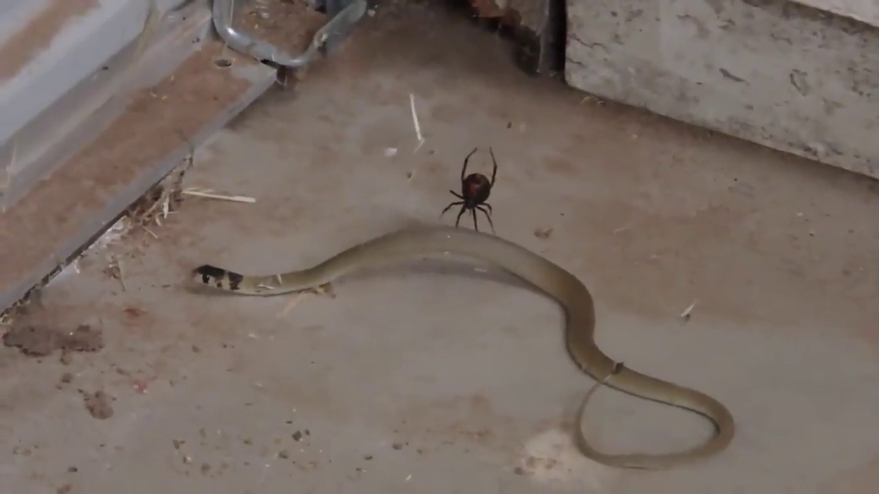 Snake Caught in Web Battles Redback Spider - YouTube