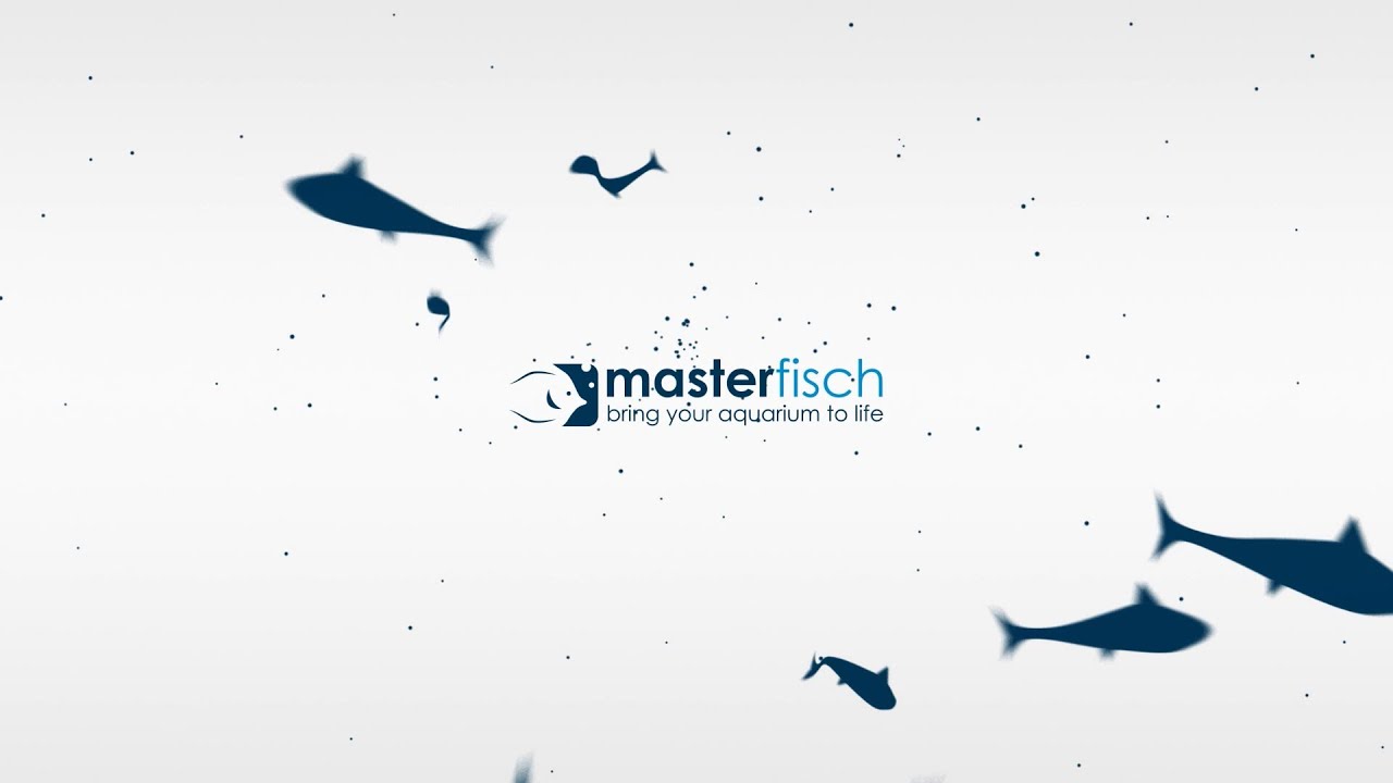 Masterfisch : bring your aquarium to life - YouTube
