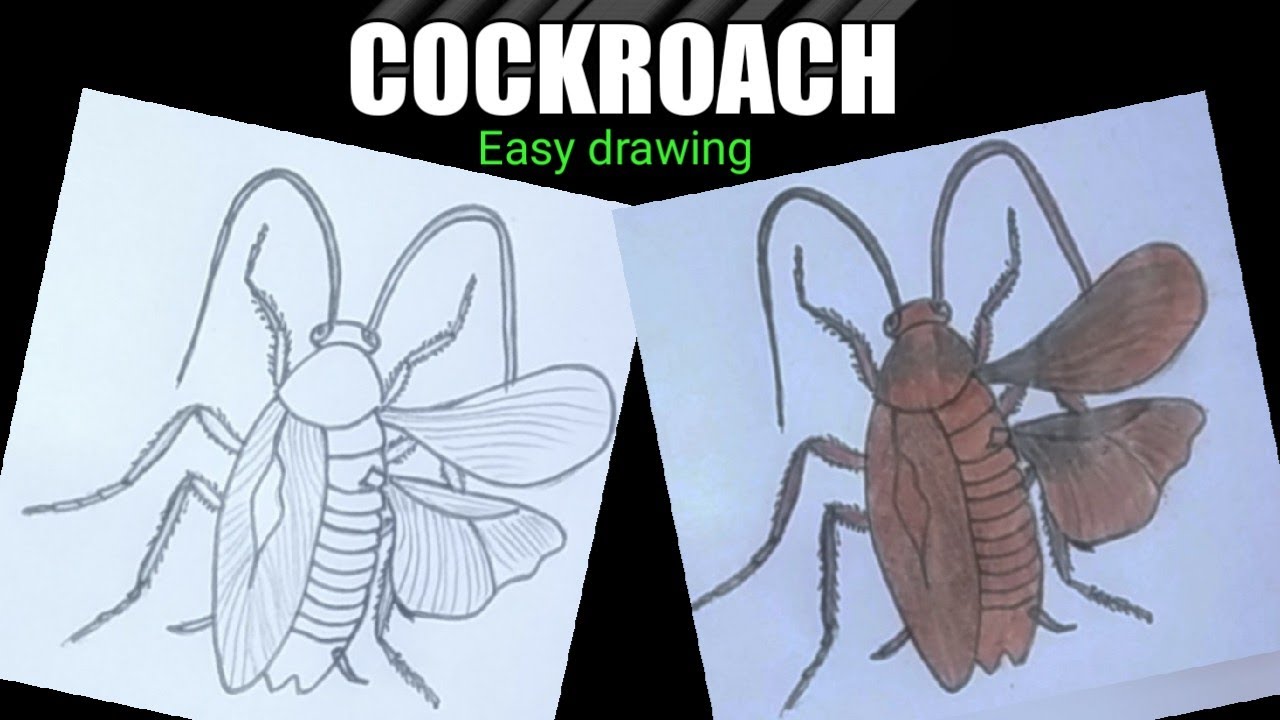 How to draw cockroach easily step by step - YouTube