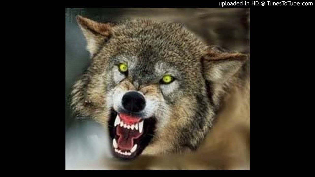 Abusive (verbally) session 1 "Dr." Michele Wolf, PsyD, Ann Arbor, my ...