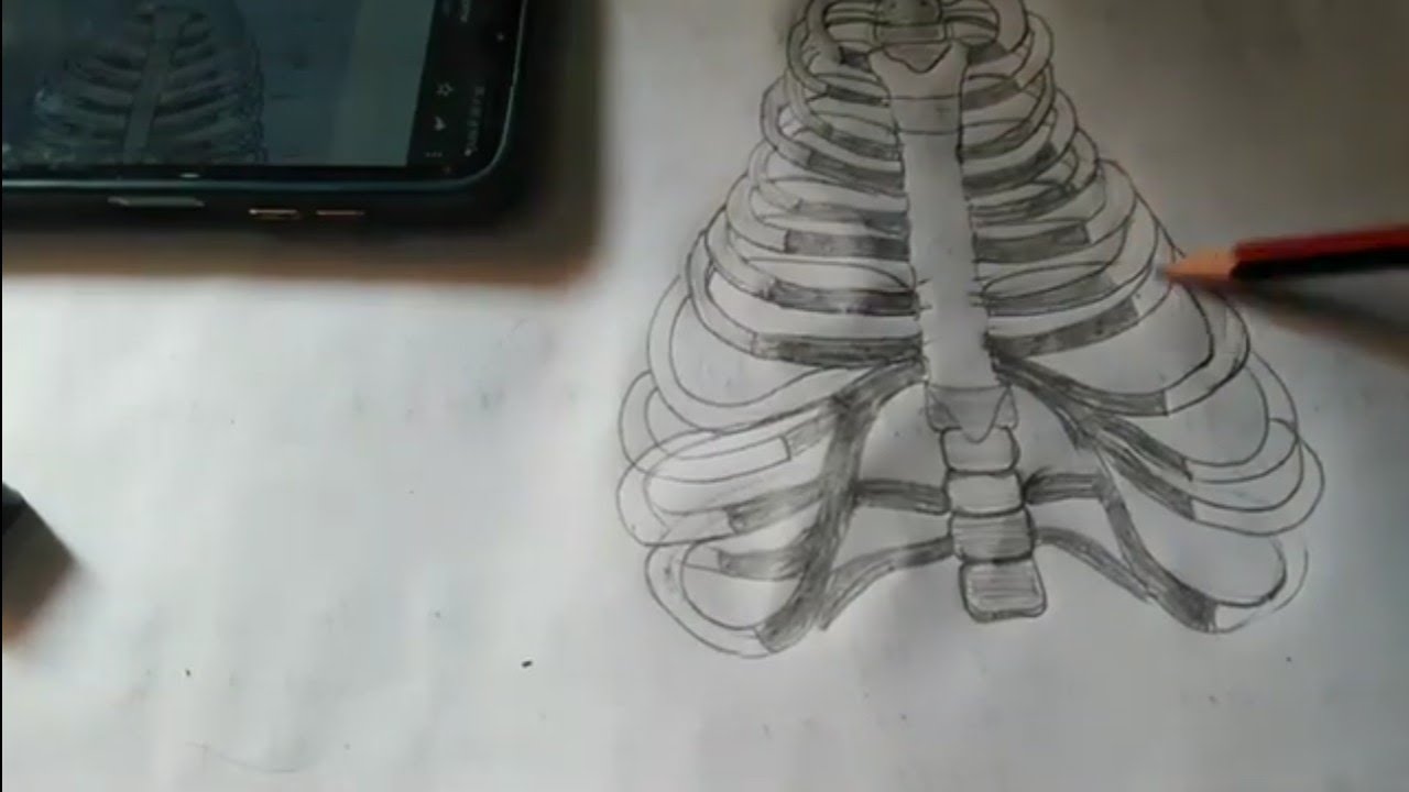 How to draw Rib Cage diagram step by step | मानव पसली पिंजर का चित्र ...