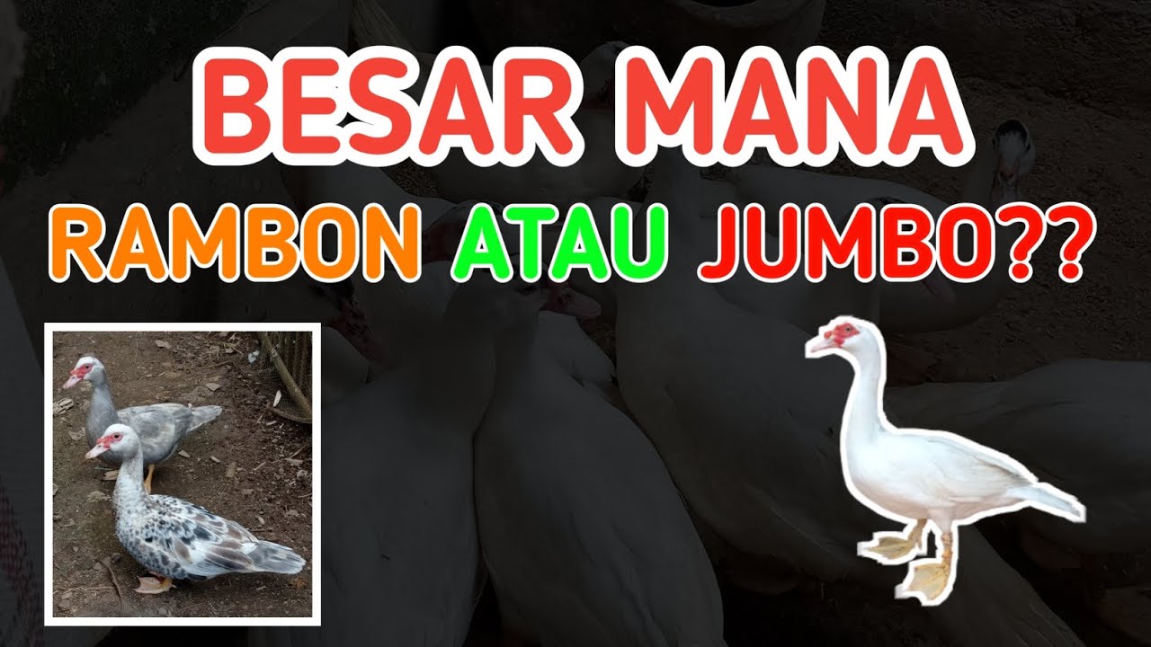 PERBANDINGAN ENTOK JUMBO DAN RAMBON. LEBIH BESAR MANA?? - YouTube