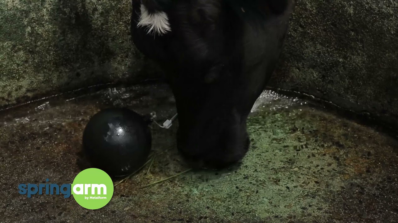 Springarm in Action Short - YouTube