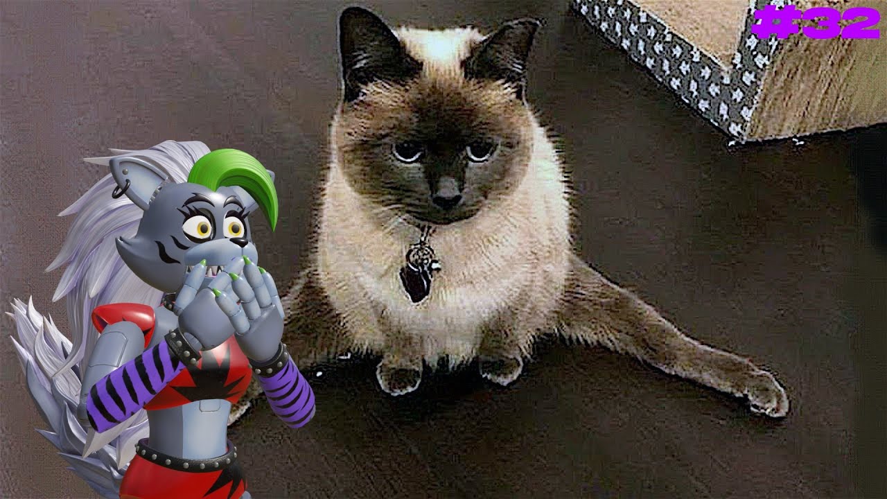 Roxanne Wolf REACTS to Cat Memes Part 32 - YouTube