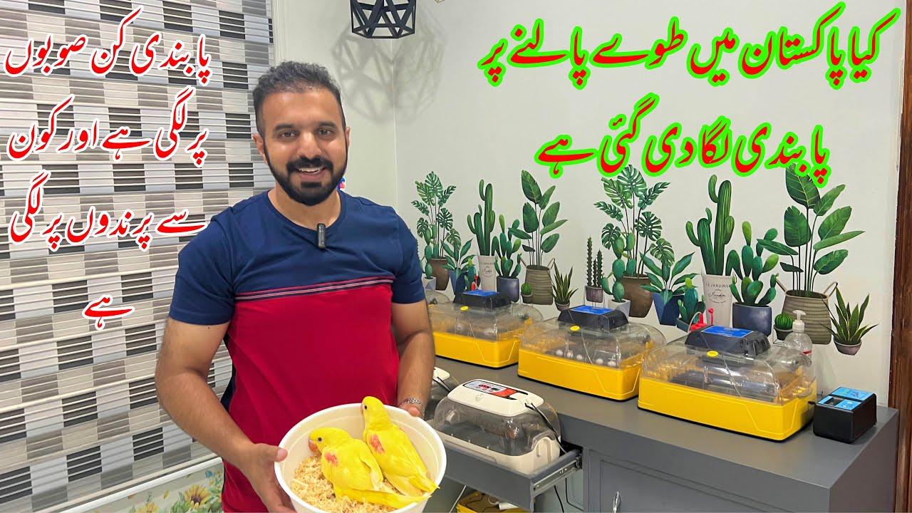 Parrot Breeding Farming In Pakistan | Big Decision by Wild Life - YouTube