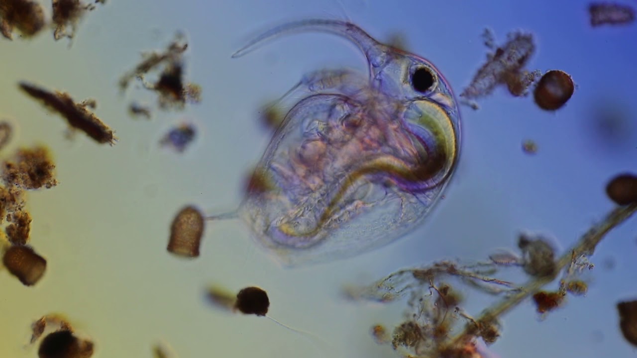 De watervlo bosmina longirostris - YouTube