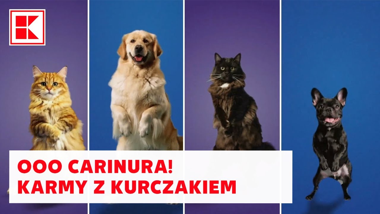 OOO CARINURA! Karmy z kurczakiem - YouTube
