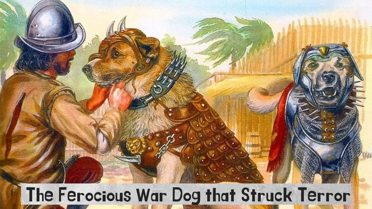 Becerrillo: The Lethal Legend of the Spanish Conquistadors' War Dog ...