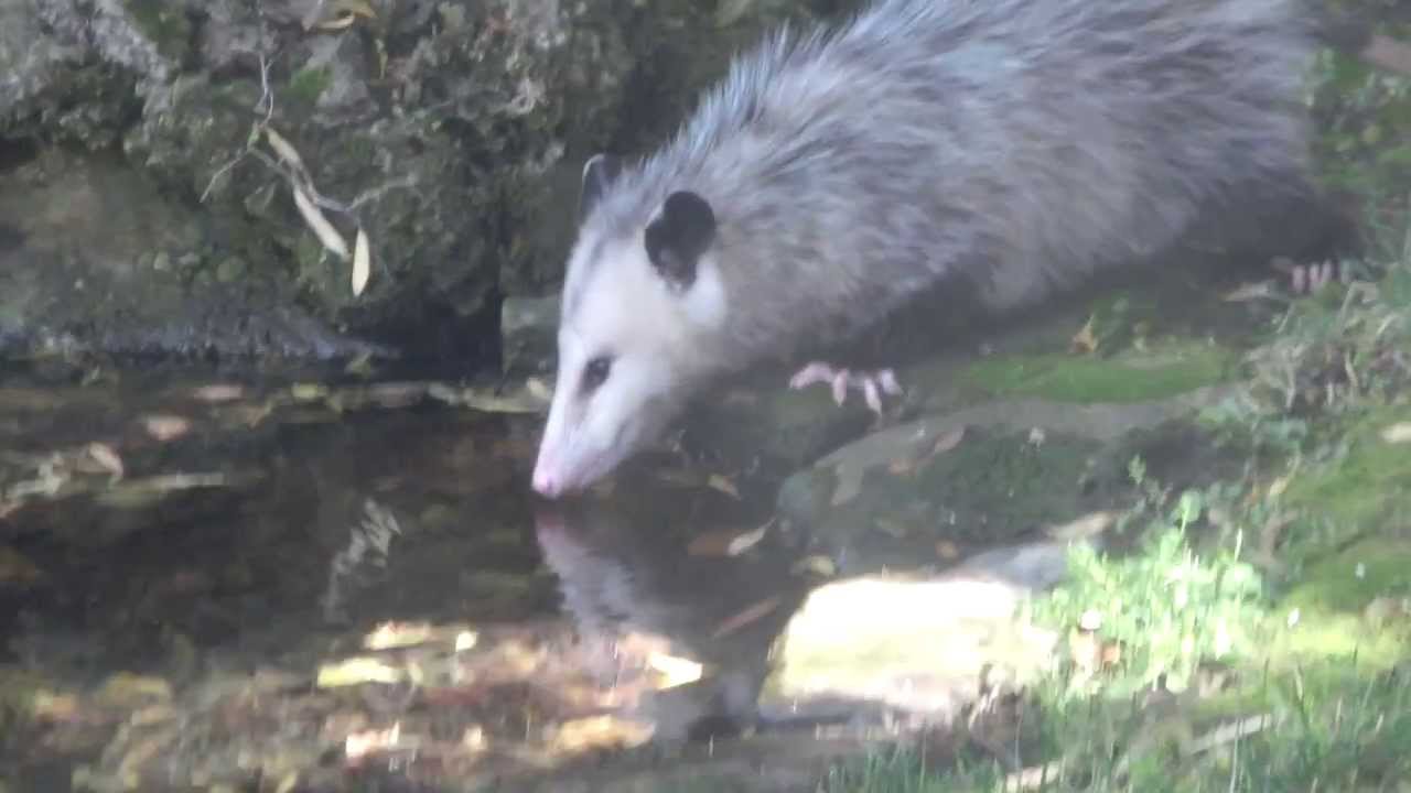 Thirsty Opossum drinking from a pond in daylight - YouTube
