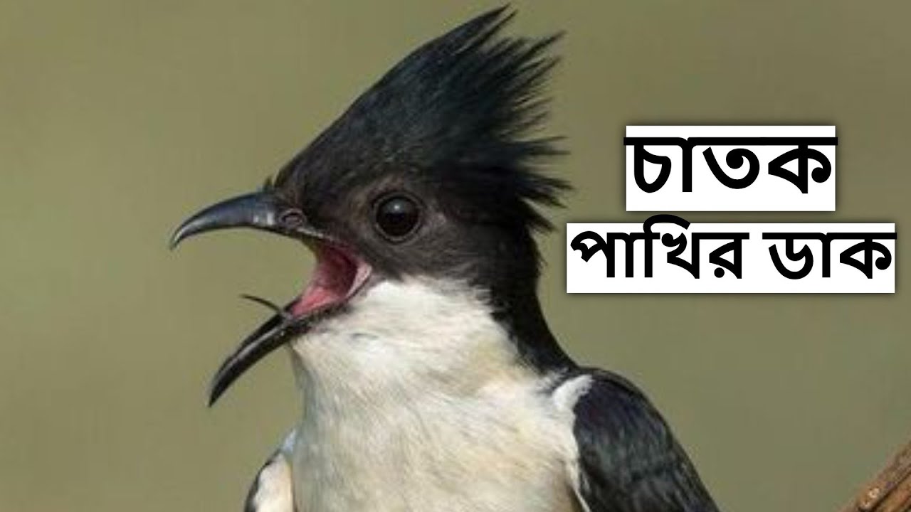 Pied Cuckoo Bird Call Chatak Bird Sound Jacobin Pied Cuckoo Bird Call Chatak Bird Sound Jacobin
