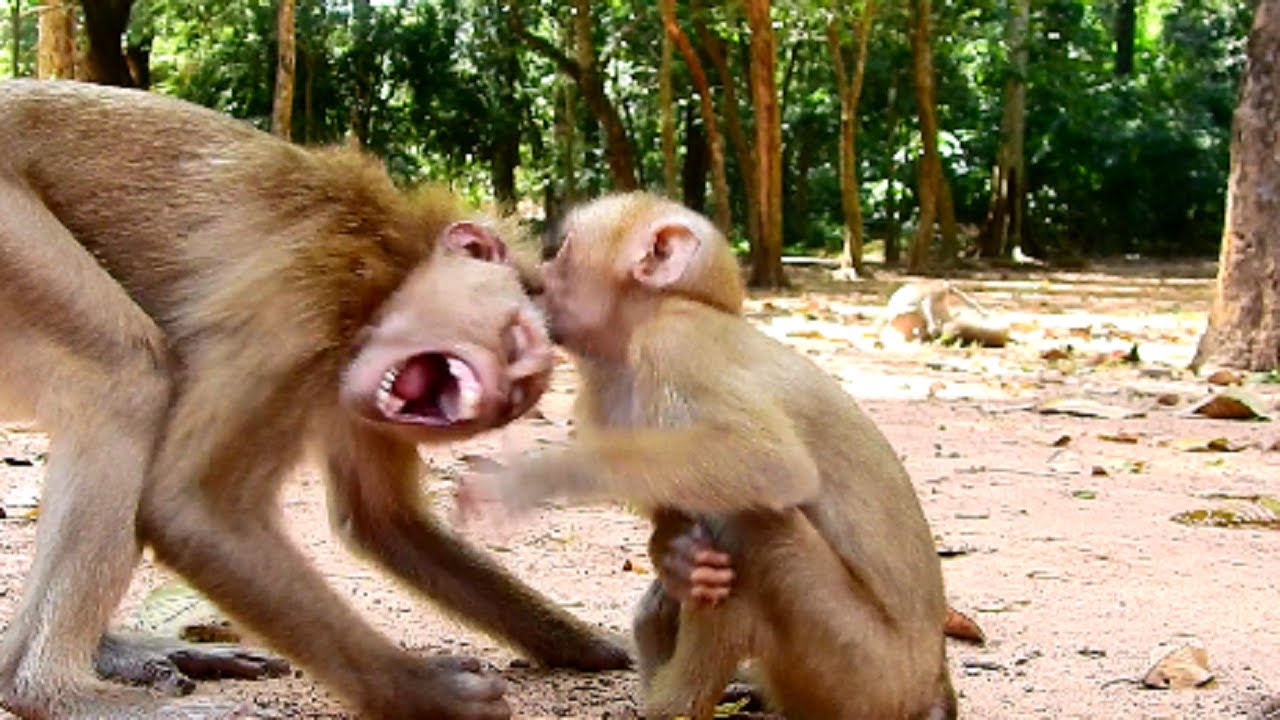 Help Me ! Rolex So Terrify While Soky Monkey Bite Head Like This, Seem ...