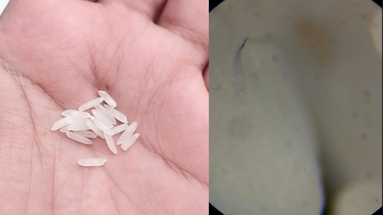 What Rice Grains look like under microscope - YouTube