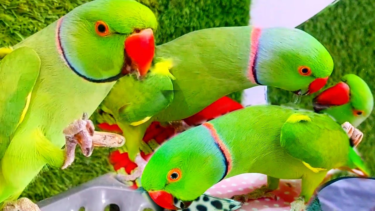 Indian Ringneck🥀Best Completions🎊 Beauty Or Asmr Sounds♥️🍃 - YouTube