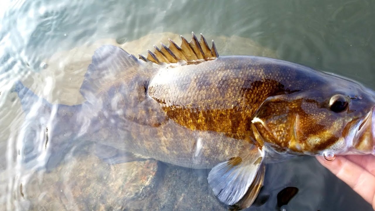 Wet Wading For River Smallies! - YouTube