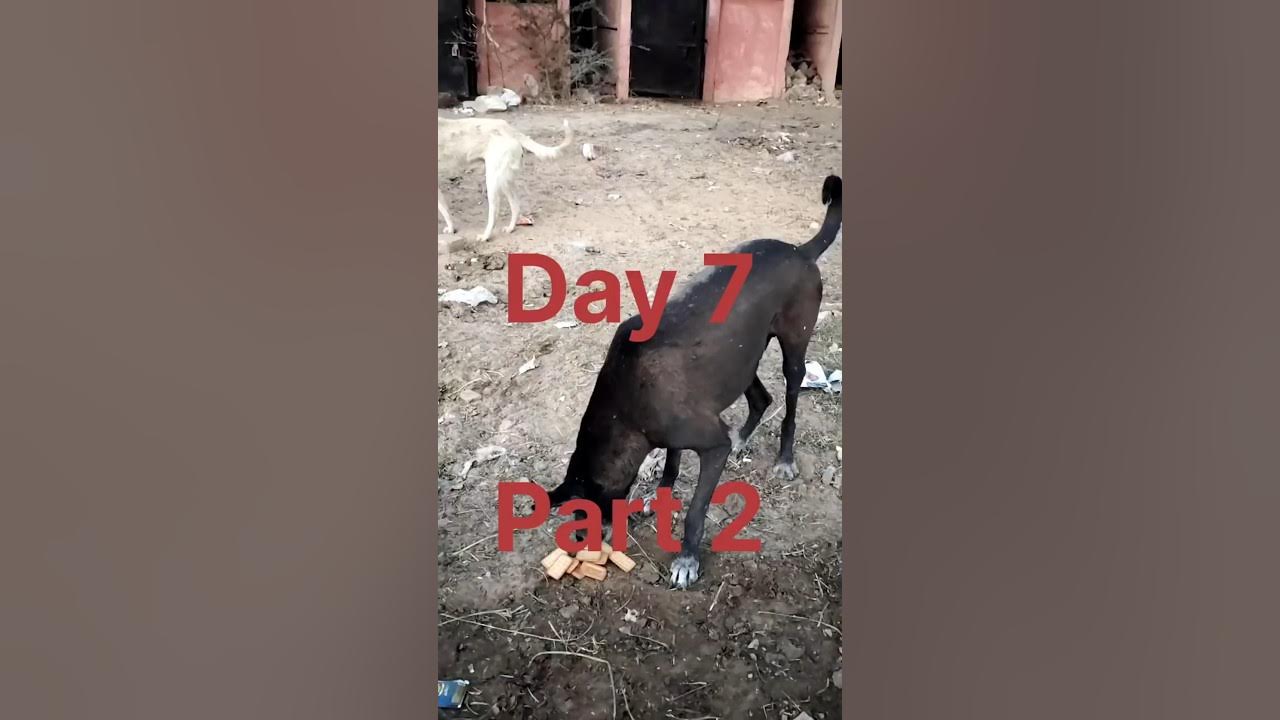 Dog food challenge day 7 part 2 #trending #shorts #short #dogfoodchallenge#viralshorts # ...