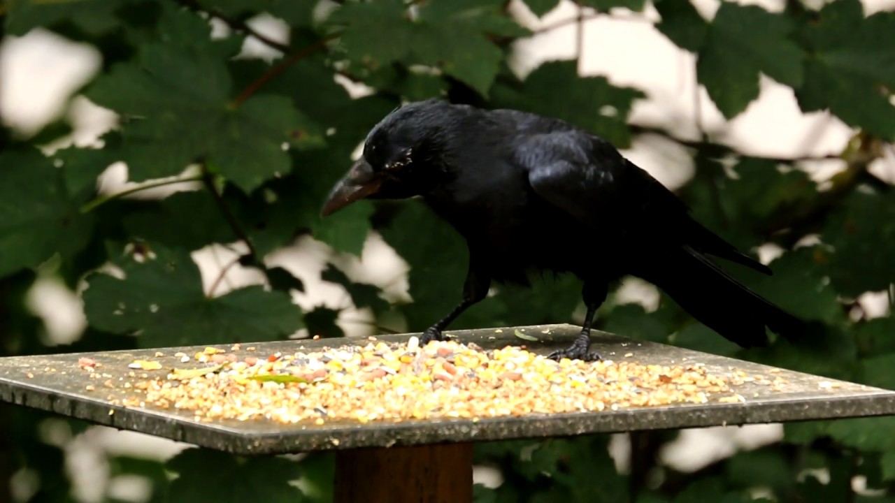 Clever Corvid bird eats nuts and collects a more in its beak at Spring ...