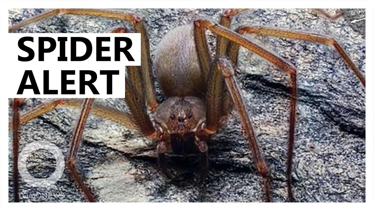 Spider that rots flesh with single bite found in Mexico - TomoNews ...