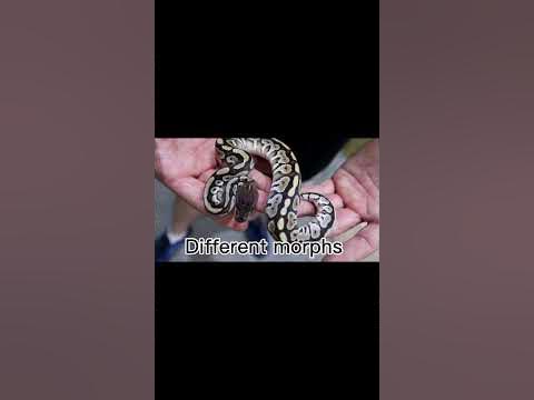 How many morphs of ball pythons are there? - YouTube