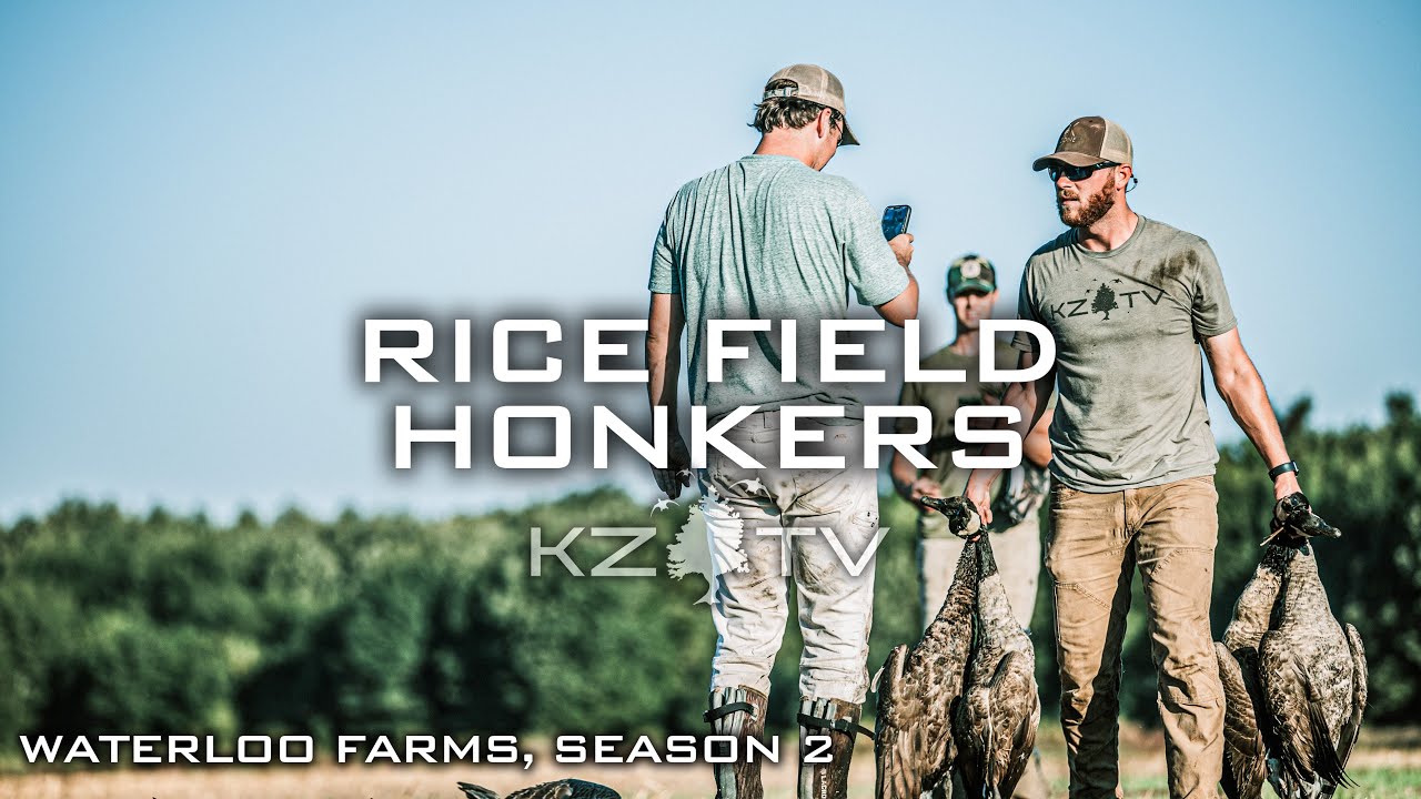 BANDED GEESE!! (Arkansas Rice Field) K Zone TV: Waterloo Farms, Early ...