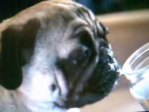 The Pug Movie Part 1: Food Critic Pug (Starring Pablo the Pug) - YouTube