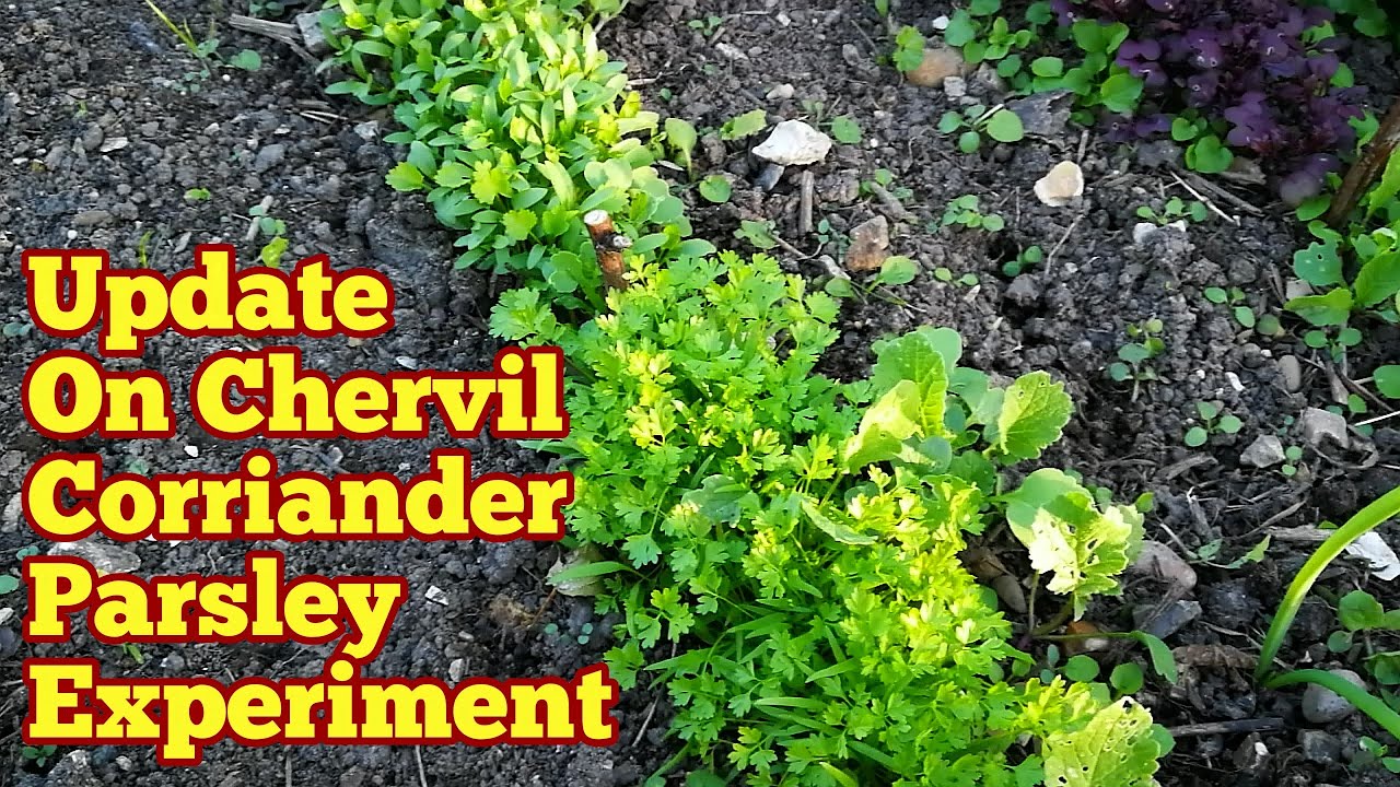 Update On Chervil, Corriander And Parsley Germination & Frost ...