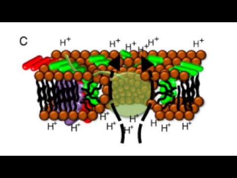 Professor Steven Theg: Antimicrobial peptides membrane interactions and ...