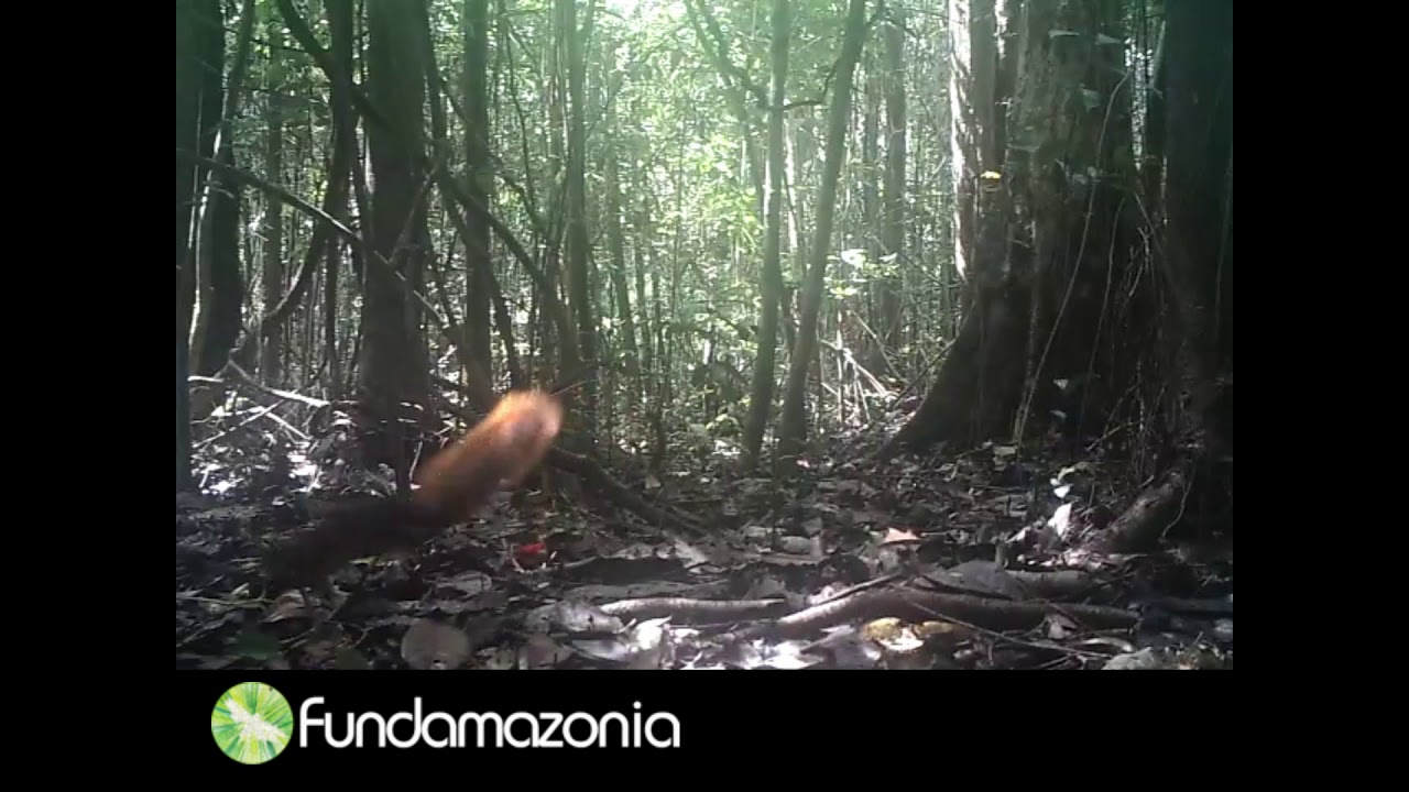 Southern Amazon red squirrel, Sciurus spadiceus "Ardilla roja" - YouTube