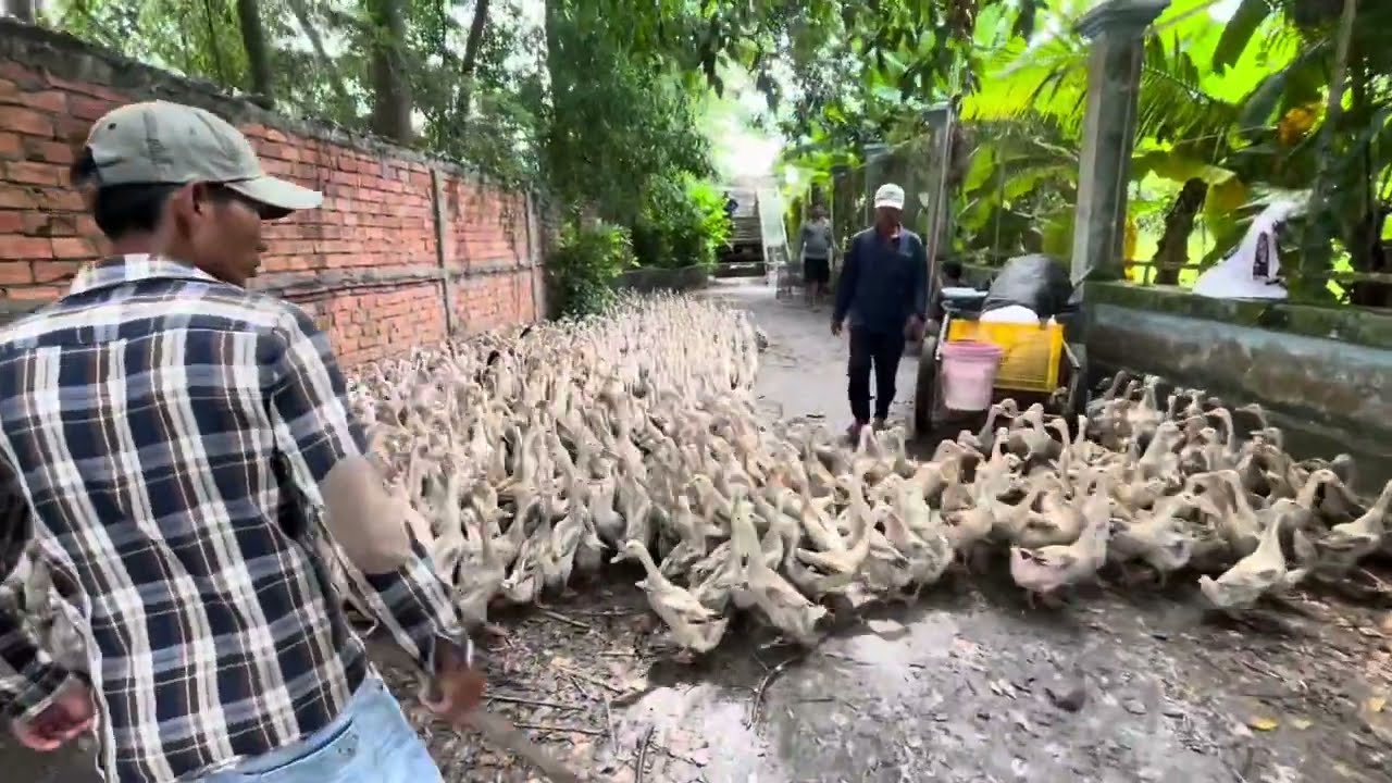 Full Video: Wide, Medium, Close Shots of Ducks Loaded on Trucks, Then ...