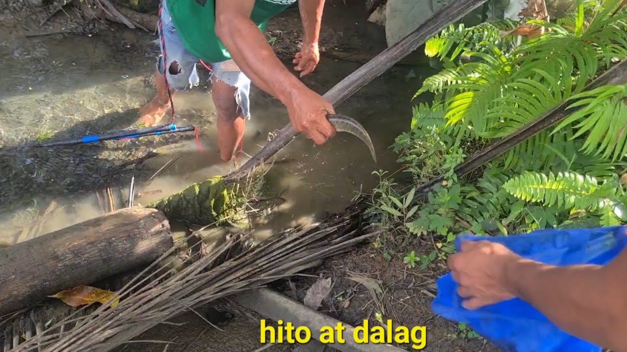 hito at dalag sa palayan,fishing - YouTube