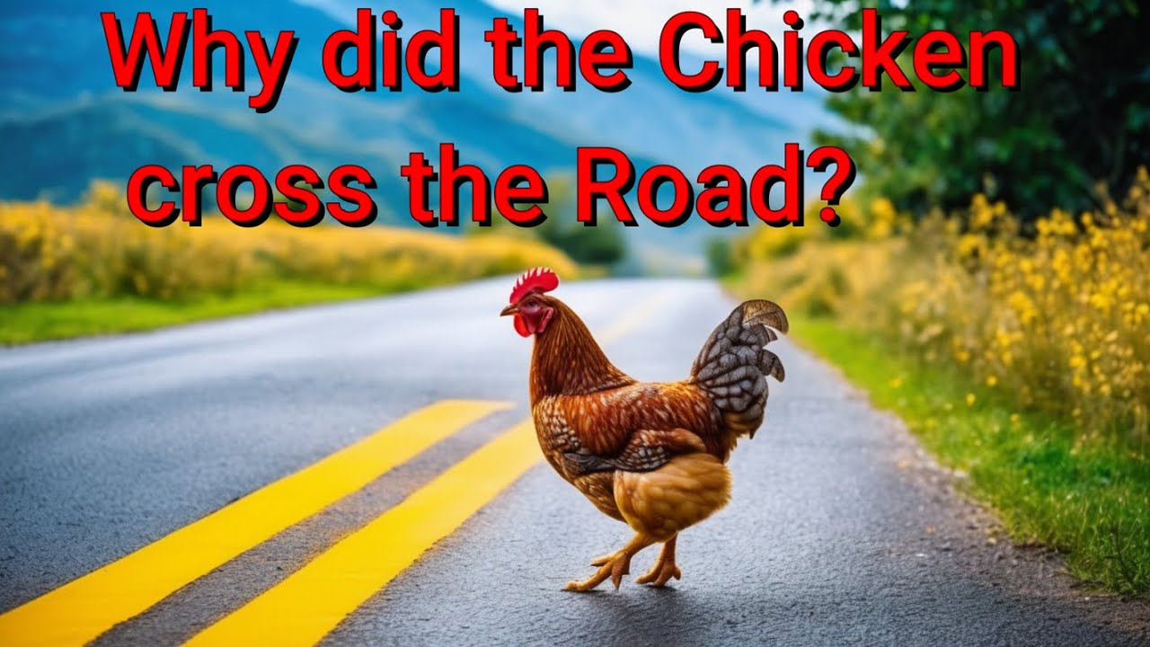 How to Train Chickens to Stay on your Property - FREE RANGE TRAINING ...