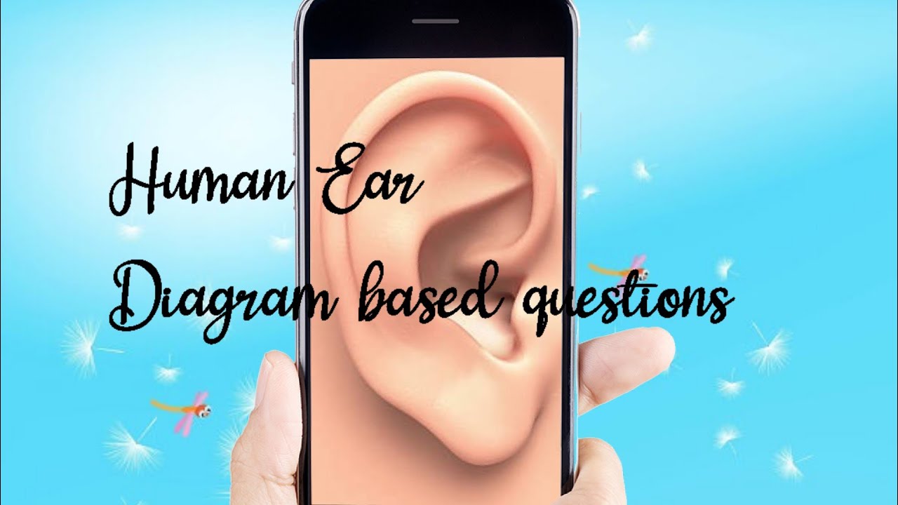 Important diagram based board questions on Human ear 👂 ICSE class 10 ...