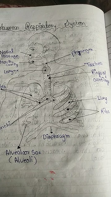human respiratory system class 10 biology life process 🥰 - YouTube