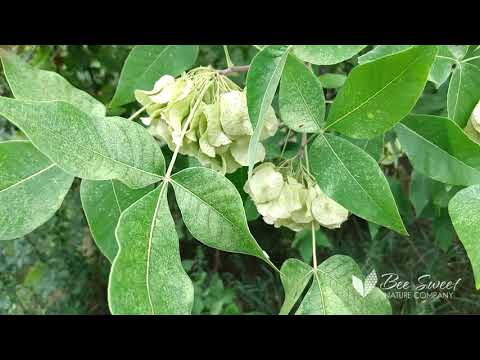 The Common Hop Tree (Ptelea trifoliata) - YouTube