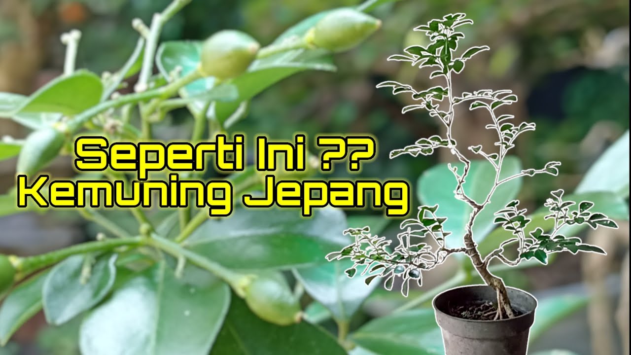 Kemuning jepang mame review dan reposisi || murraya paniculata - YouTube