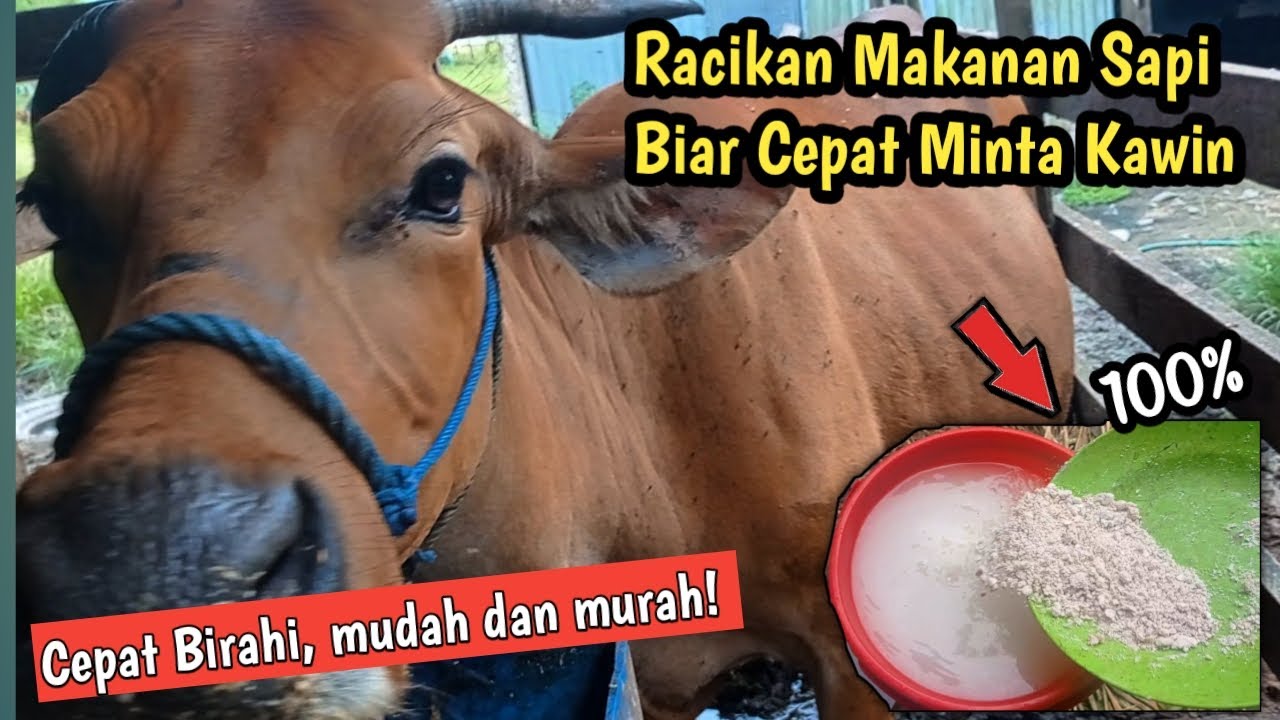 Cara Membuat Induk Sapi Cepat Birahi dan Gemuk setelah melahirkan - YouTube