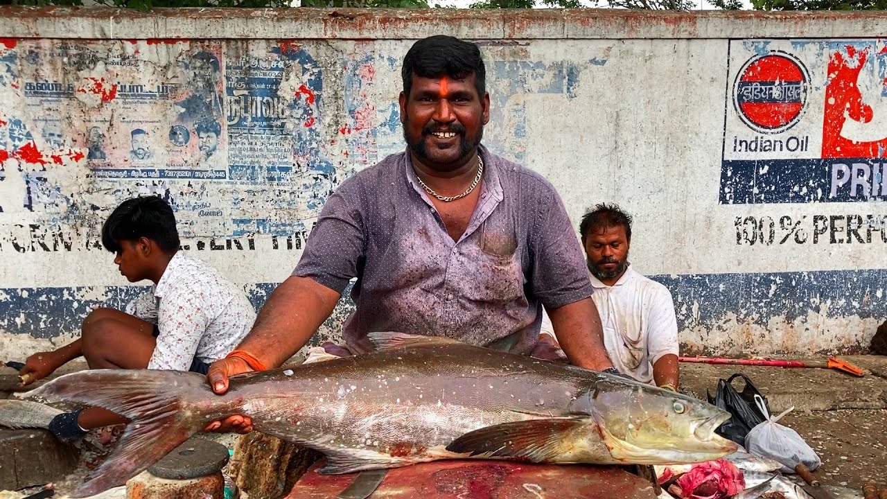 $108/8000 Rs, King Cobia Fish Cutting for Restaurant Purpose in Indian ...