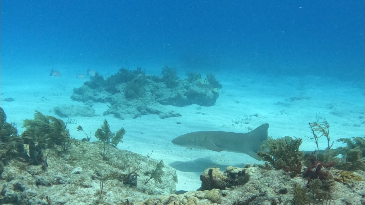 SCUBA DIVING CROCKER REEF - Florida Keys - YouTube