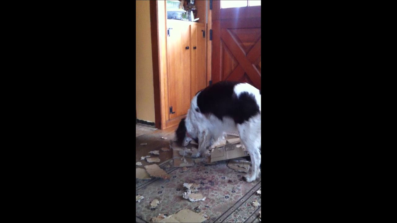 Jerry Springer Spaniel Rage... In a good and very funny way! - YouTube