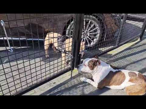 sinirli kopek. pocket americanbully ve americanstaffordshire..köpeğimiz Altan alıyor... agresiefdog.