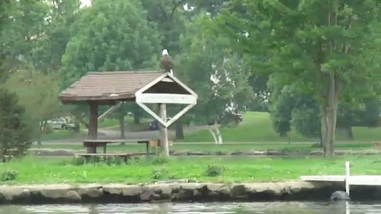 Eagle pooping - YouTube