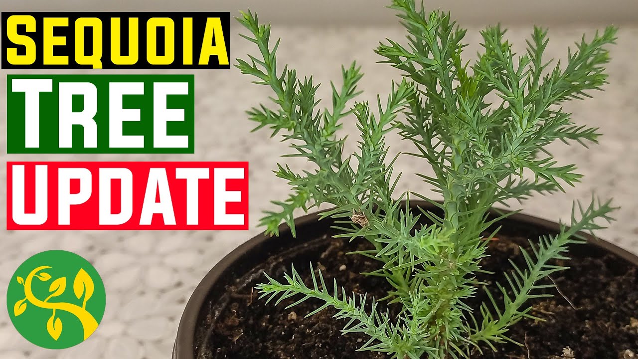 Update on my Sequoia trees after Repotting - YouTube