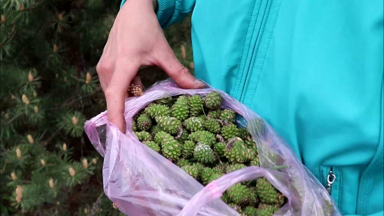 Сироп из зеленых шишек сосны с сахаром или мёдом. - YouTube