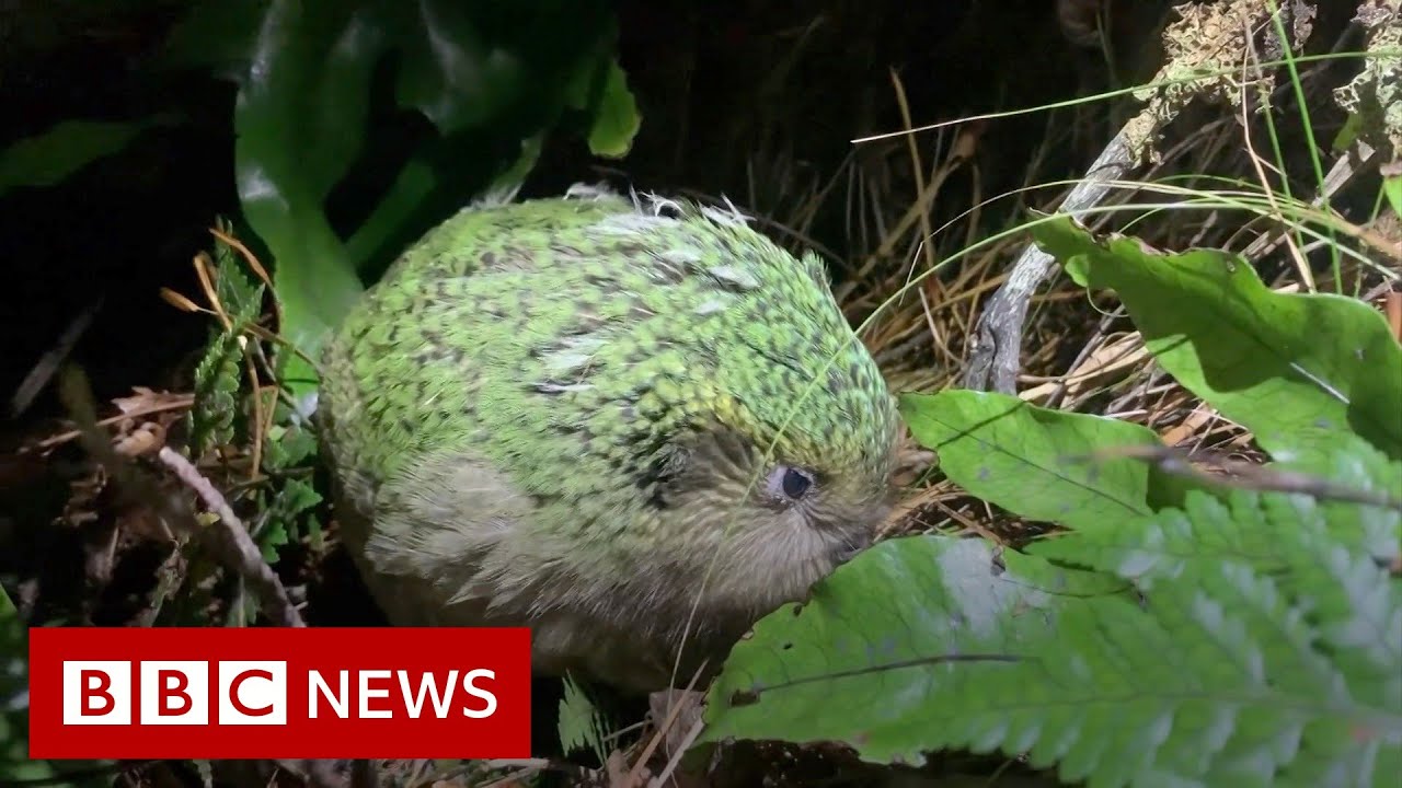 New Zealand crowns chubby parrot Bird of the Year - BBC News - YouTube