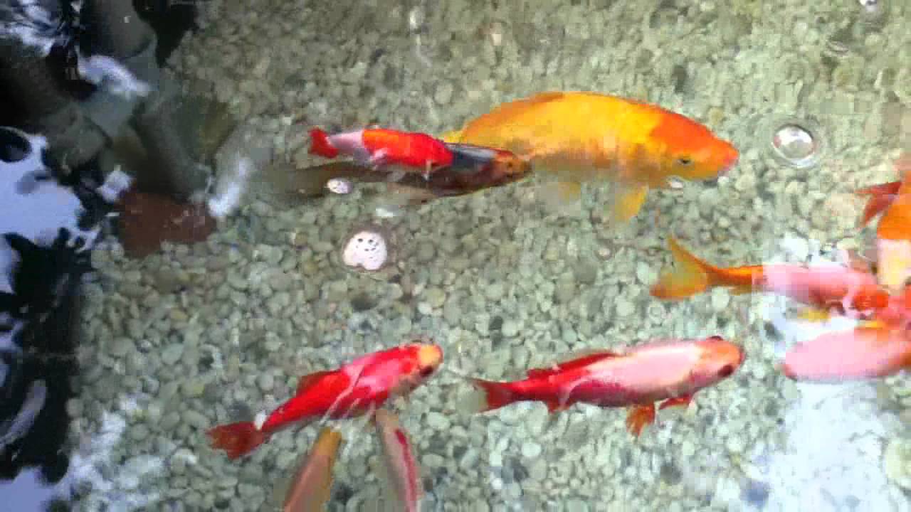 CARPE KOI FONTANA POND ACQUA CRISTALLINA MONTEROTONDO.mp4 - YouTube