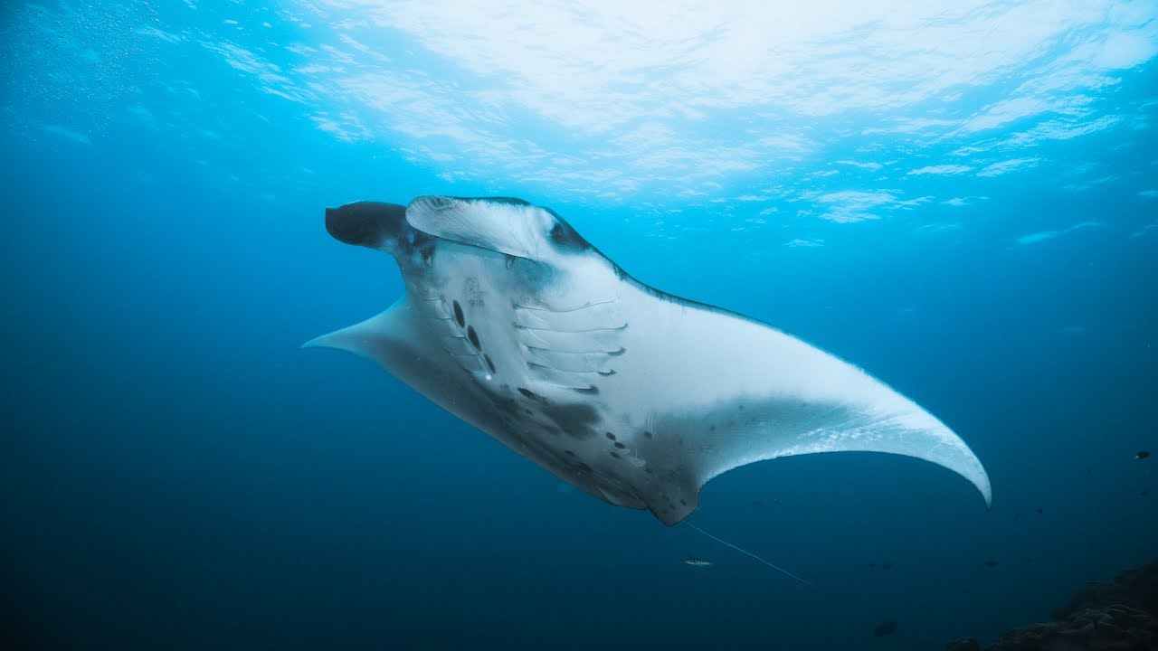 Unbelievable Marine Wildlife: Sharks, Turtles, Dolphins, and Giant ...