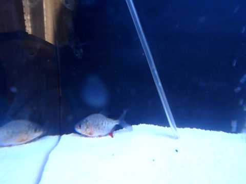 baby pacu fish - YouTube
