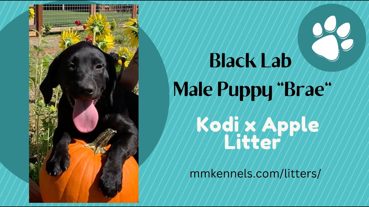Apple's Black Male Lab Puppy, "Brae" - Belly Rubs for Baby Brae! - YouTube