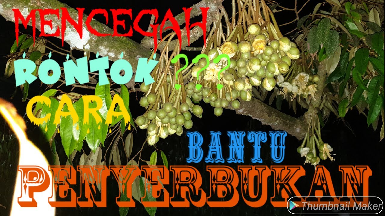 #PART1 MENCEGAH BUNGA DURIAN RONTOK,CARA MEMBANTU PENYERBUKAN BUNGA ...