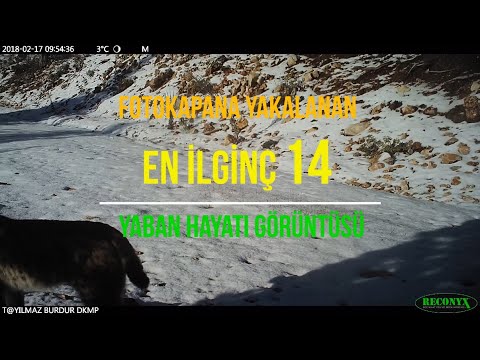 FOTOKAPANA YAKALANAN EN İLGİNÇ GÖRÜNTÜLER